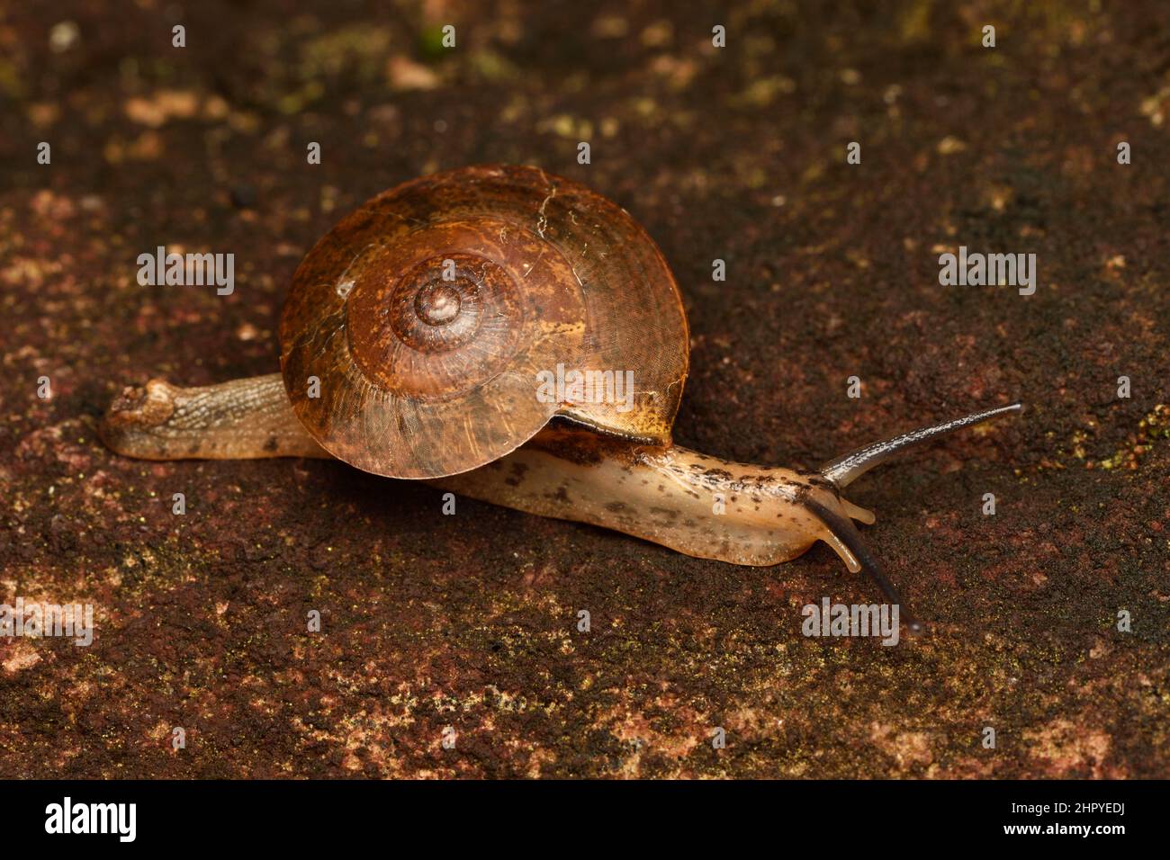 Land snail (Kalidos balstoni) in the forest crawling on a rock ...