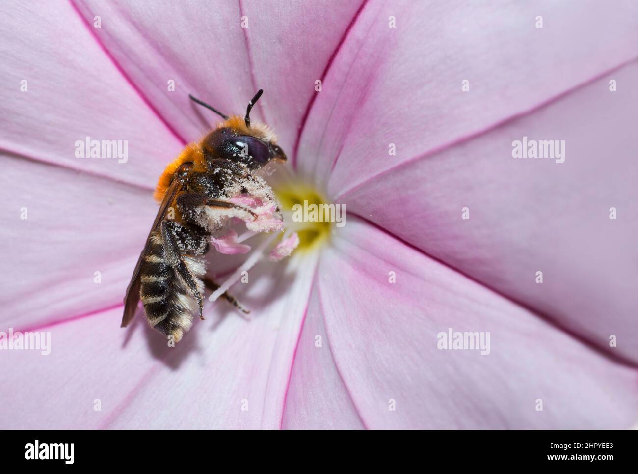 Perez's Small-Mason Bee (Hoplitis perezi)Mallow-leaved Bindweed ...