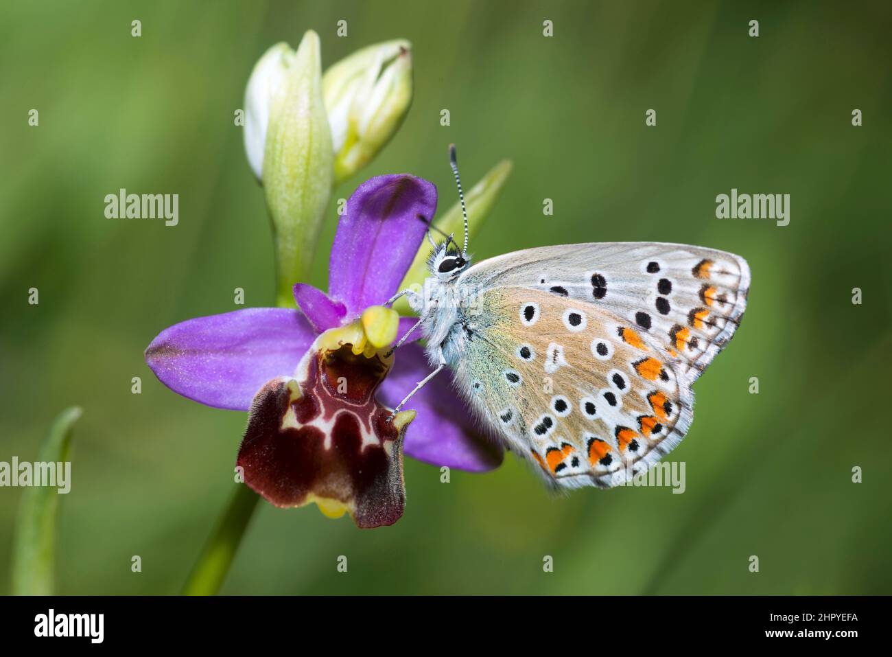 Adonis Blue (Lysandra bellargus) female on Late Spider orchid (Ophrys ...