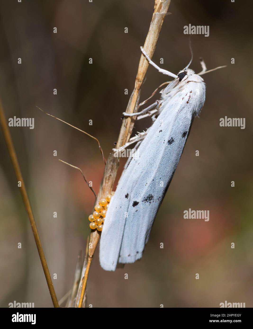 Spilosoma urticae hi-res stock photography and images - Alamy