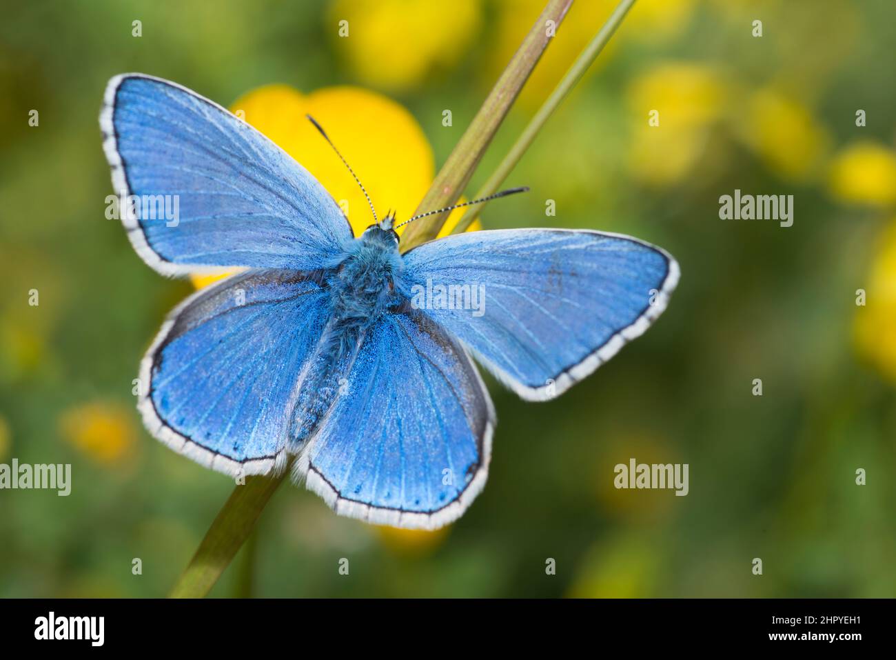 Adonis Blue (Lysandra bellargus) male on a stem, Mont Ventoux, France ...