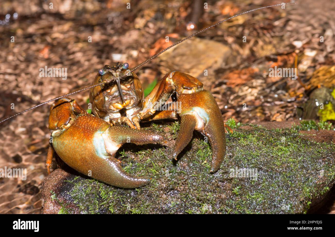 Signal crayfish (Pacifastacus leniusculus) invasive species in rivers ...