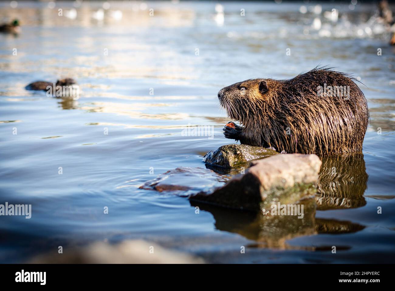 Rodents thrive hi-res stock photography and images - Alamy