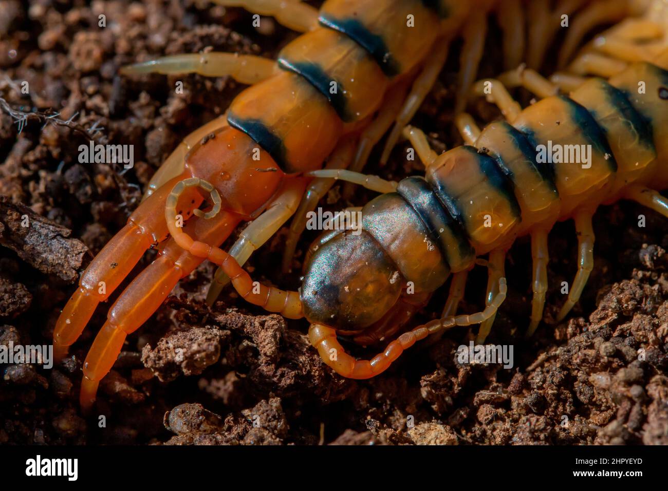 Mediterranean banded centipede (Scolopendra cingulata), Gard, France ...