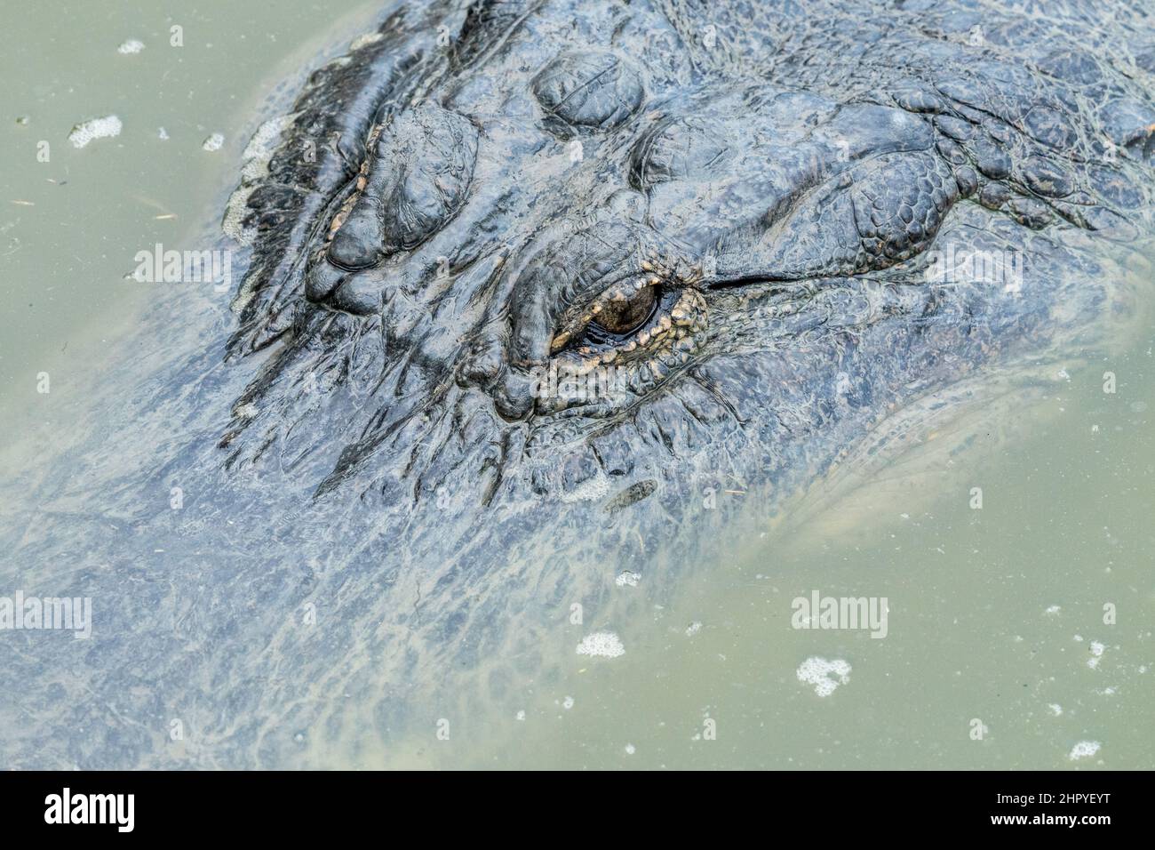 A close up portrait of Lady Laguna, a large female alligator, in a pond ...