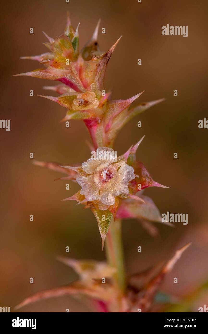 Prickly saltwort (Kali australis) fruit, Gard, France Stock Photo - Alamy