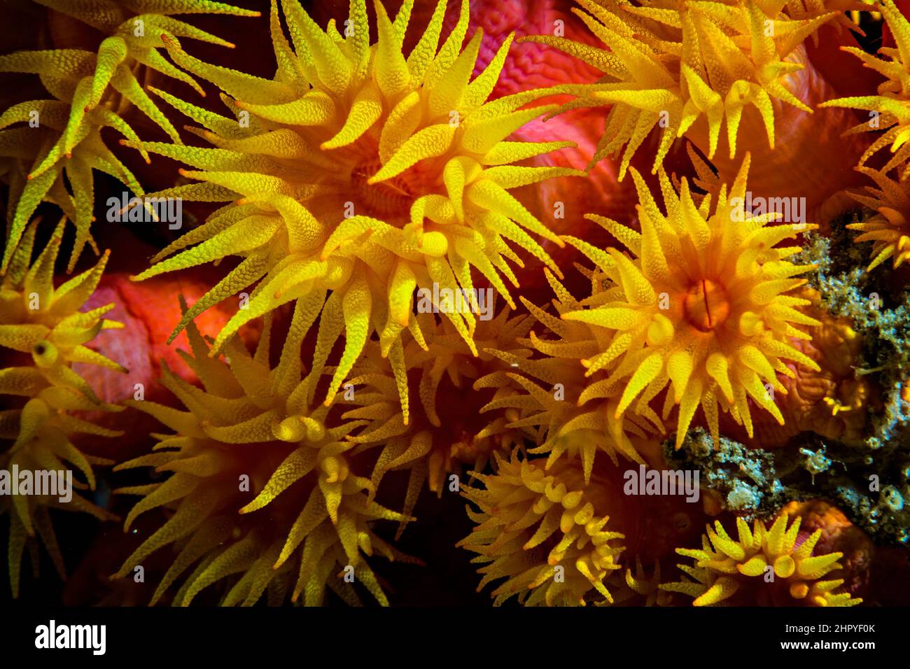 Tentacles of coral polyps hi-res stock photography and images - Alamy