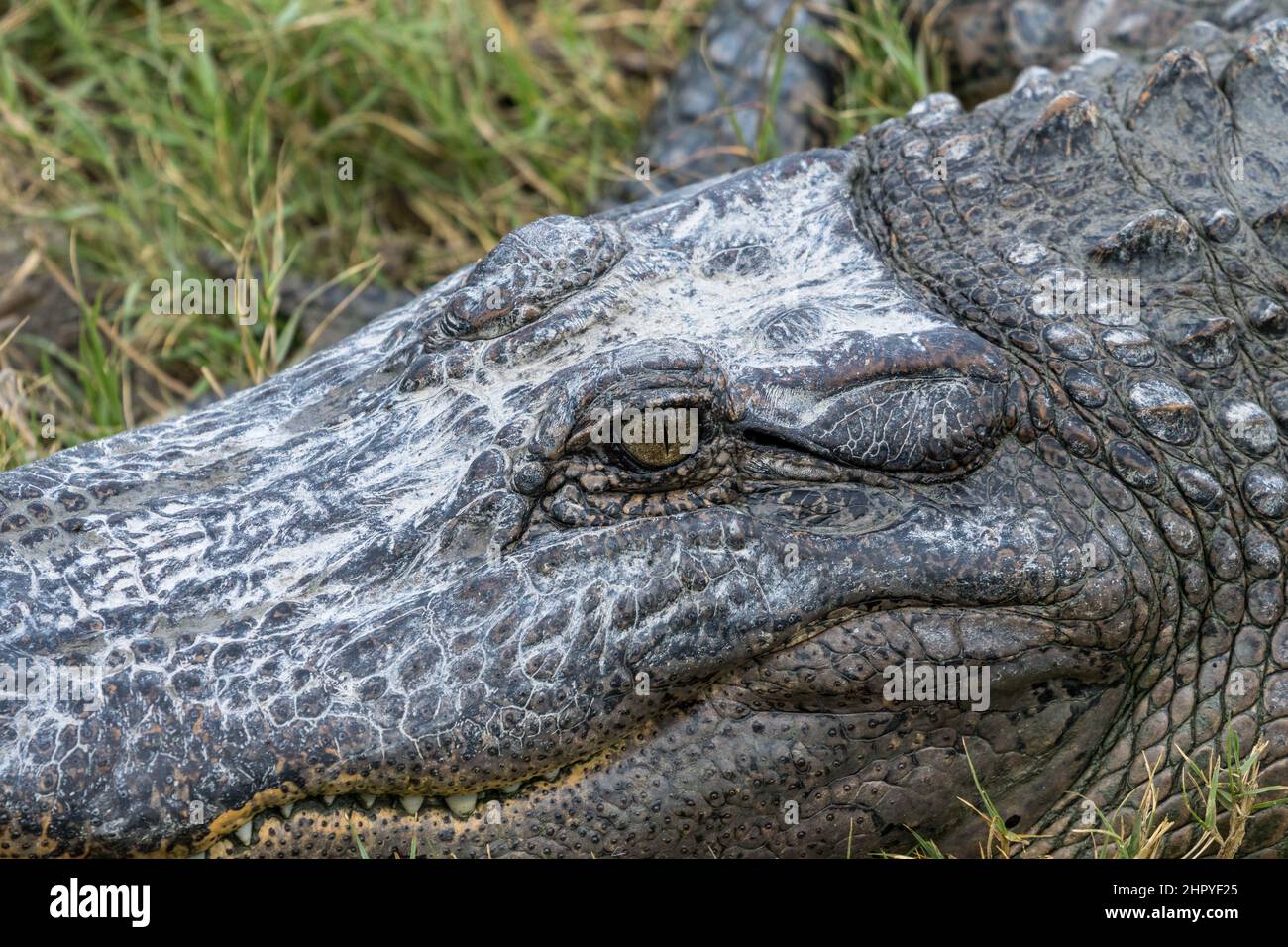 A close up portrait of Lady Laguna, a large female alligator, at the ...