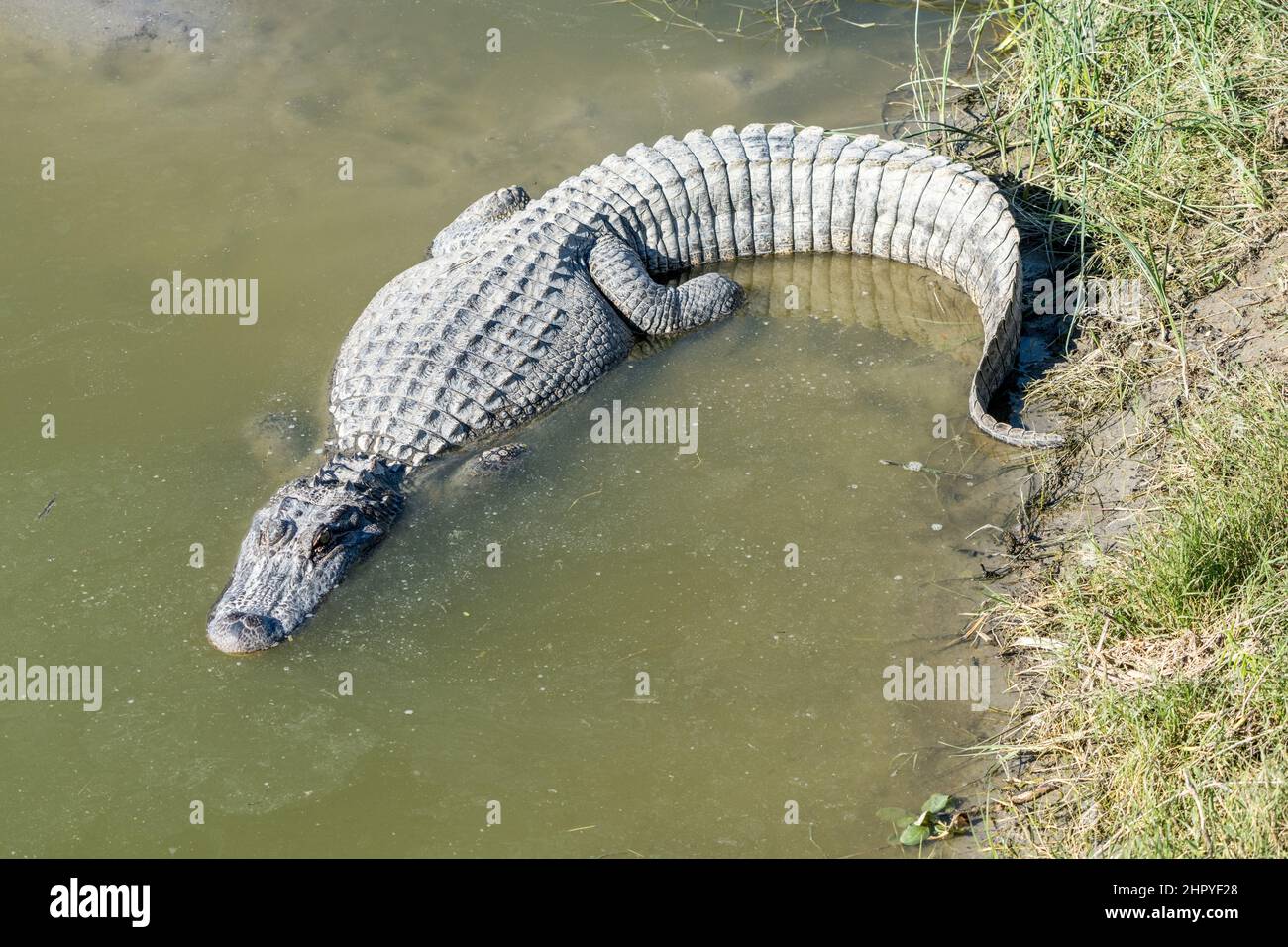 Lady Laguna, a large female alligator, basks in the sun in a pond at ...