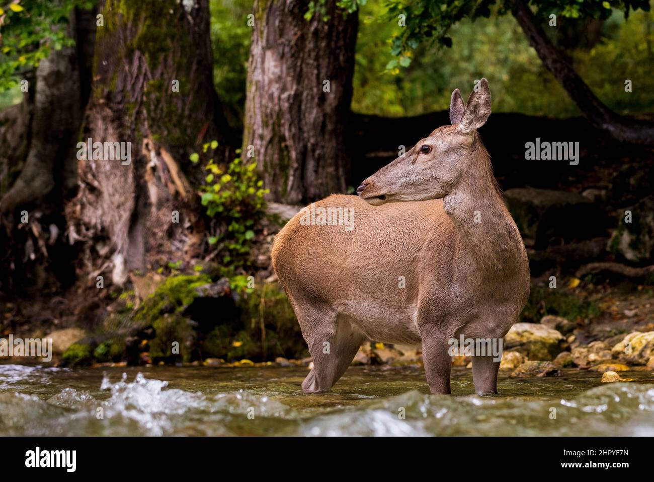 Red deer (Cervus elaphus) hind stopping while crossing a river, Abruzzo ...