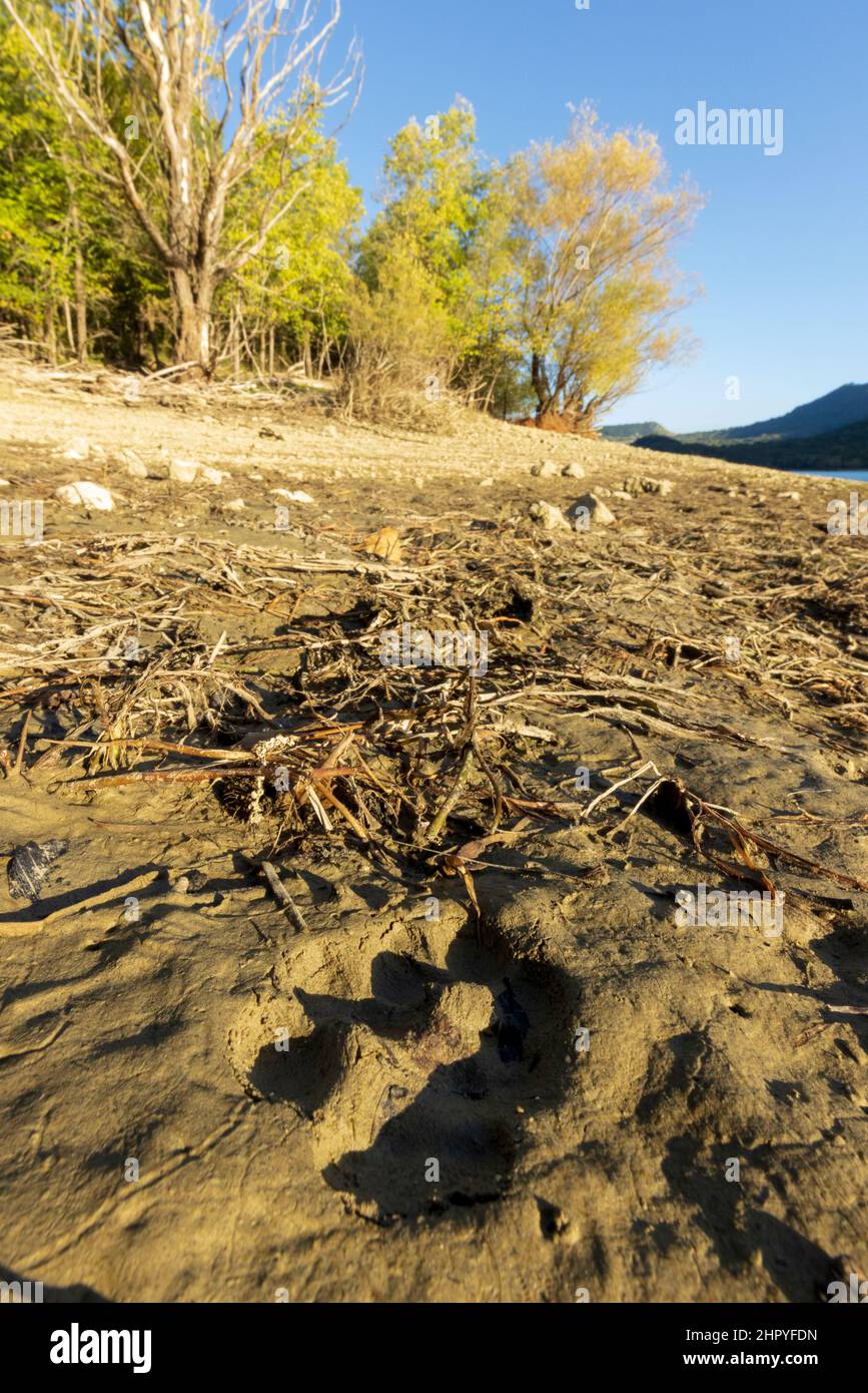 Eurasian Badger (Meles meles) footprint, lakeside, Abruzzo National ...