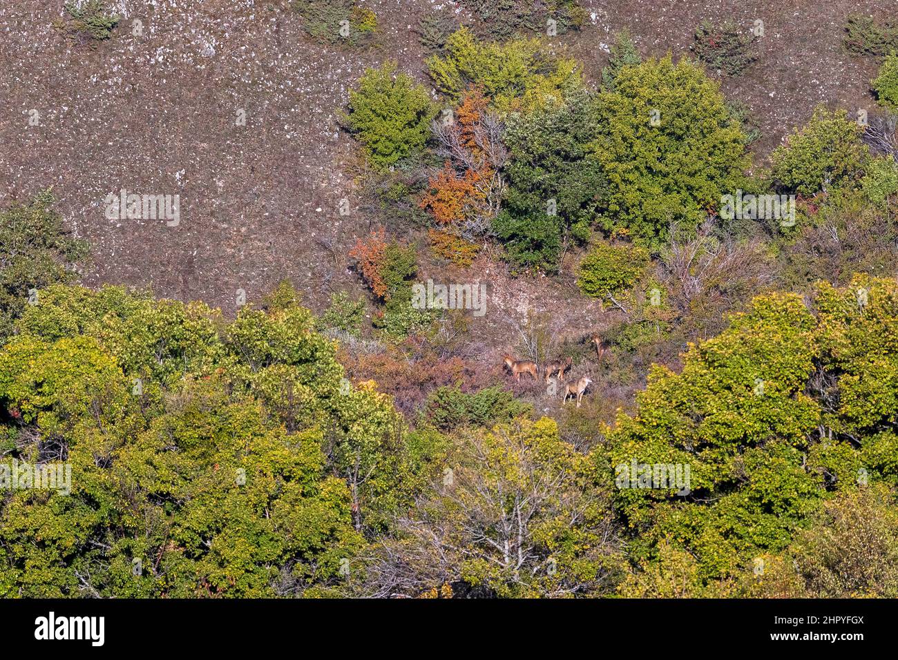 Pack of Italian wolves (Canis lupus italicus), Abruzzo National Park ...