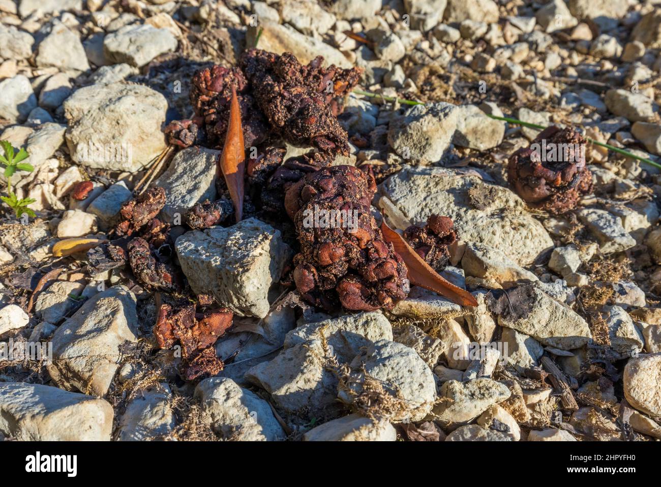 Marsican bear hi-res stock photography and images - Alamy