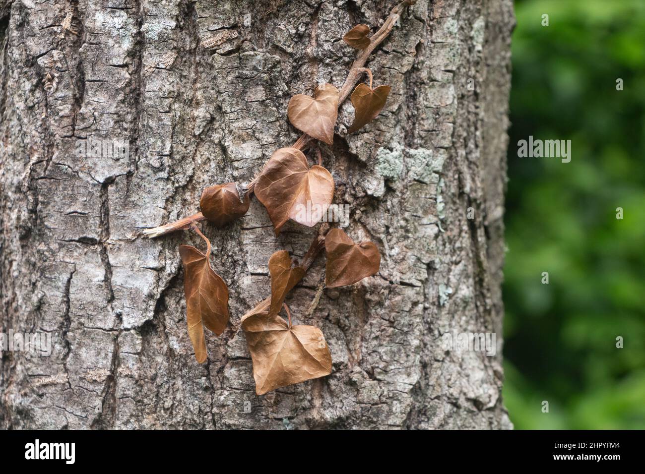 Dead ivy leaves on the trunk of a tree Stock Photo - Alamy