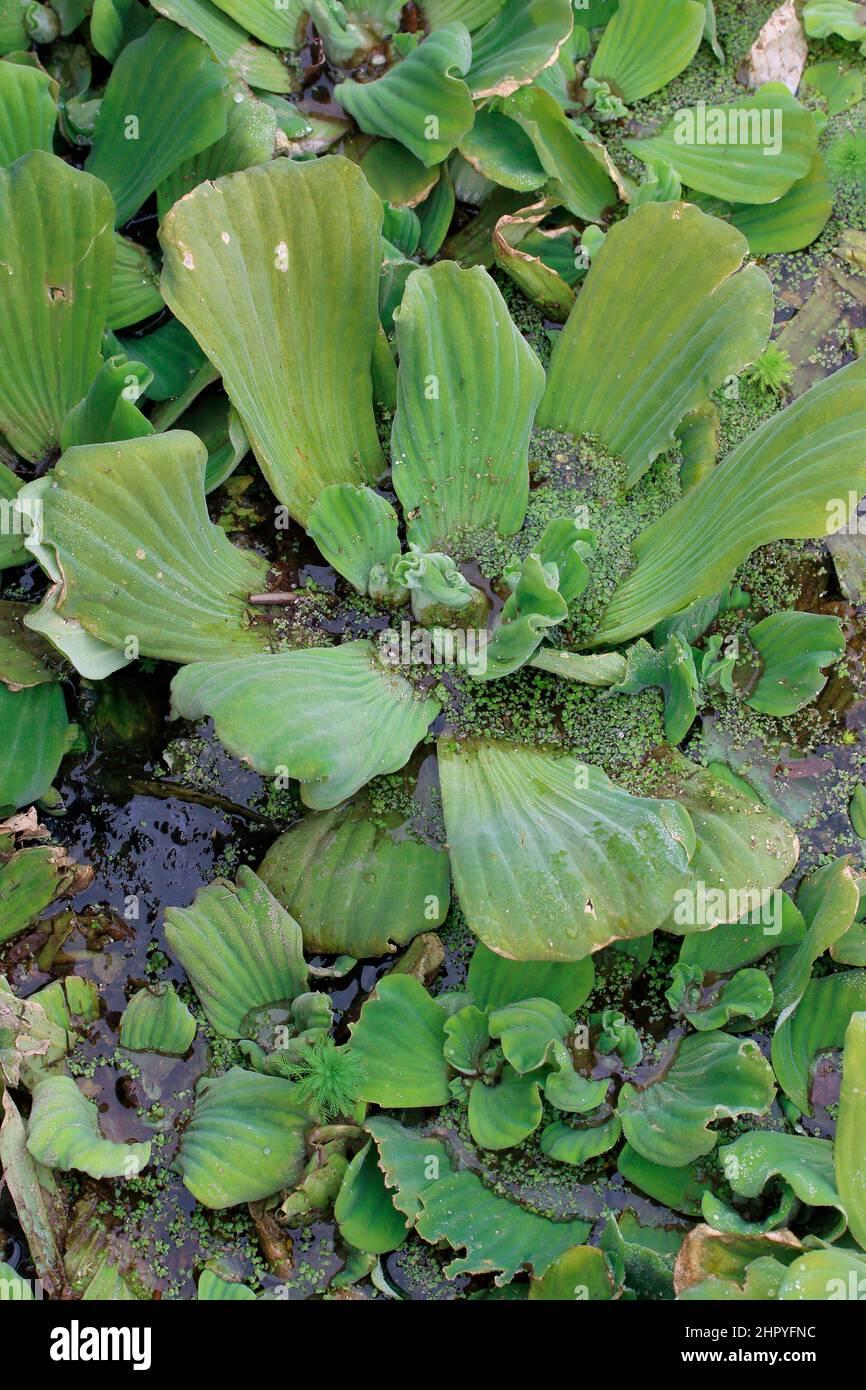 Water Seed Scattering High Resolution Stock Photography and Images - Alamy