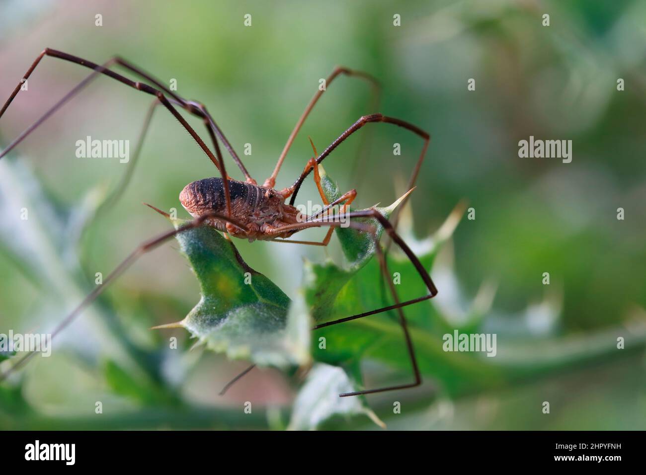 Opilione (Phalangium opilio) on a leaf, Gard, France Stock Photo - Alamy