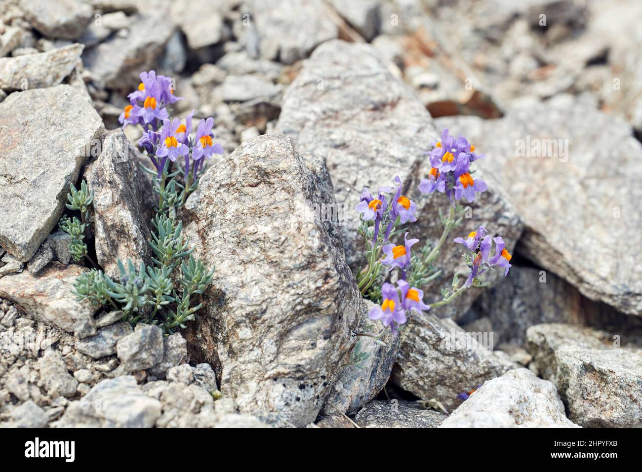 Alpine toadflax (Linaria alpina) in bloom in the rocks, Mercantour ...