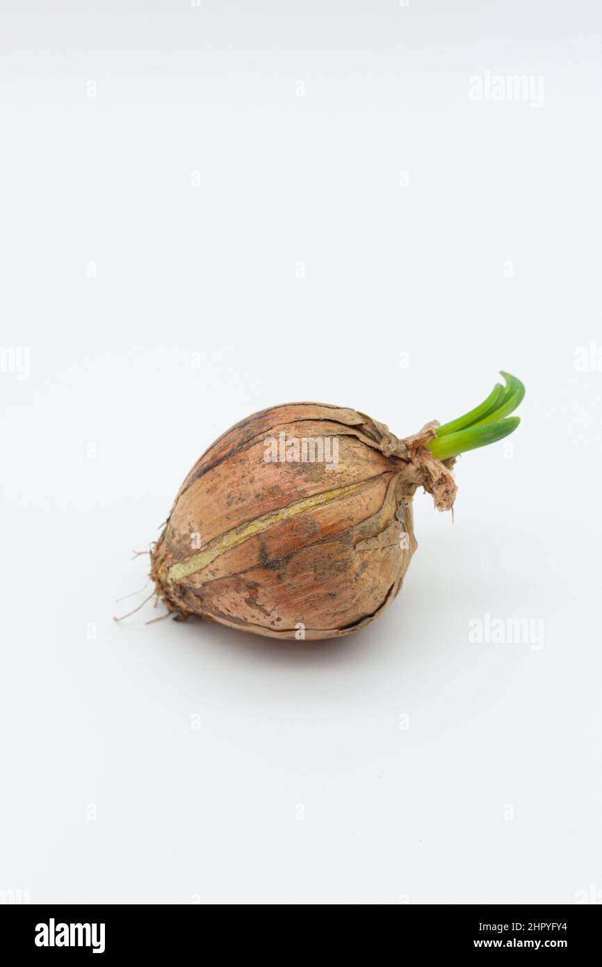 different shapes of onions Stock Photo - Alamy