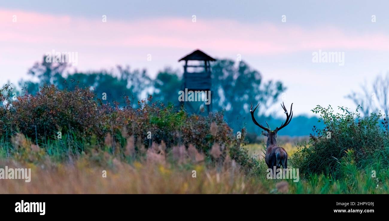 Red deer (Cervus elaphus) in front of a hunting stand, Slovakia Stock ...