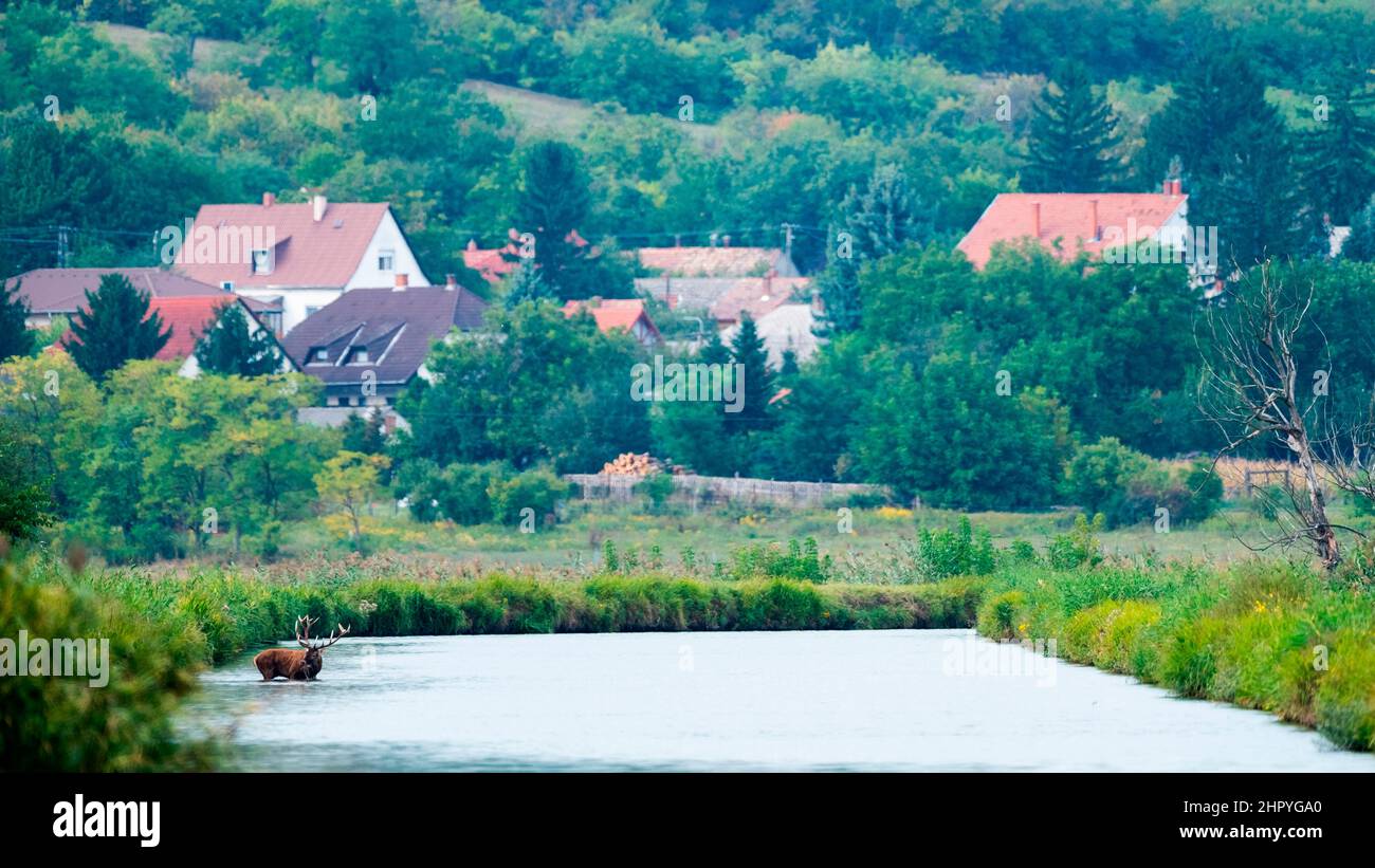 Red deer (Cervus elaphus) in the water outside a village, Slovakia ...