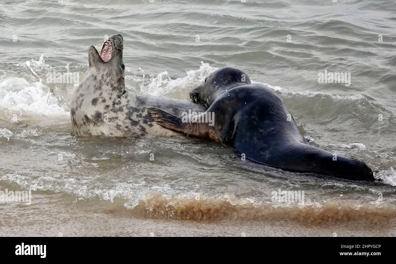 Two seals playing together in the water on the beach Stock Photo - Alamy