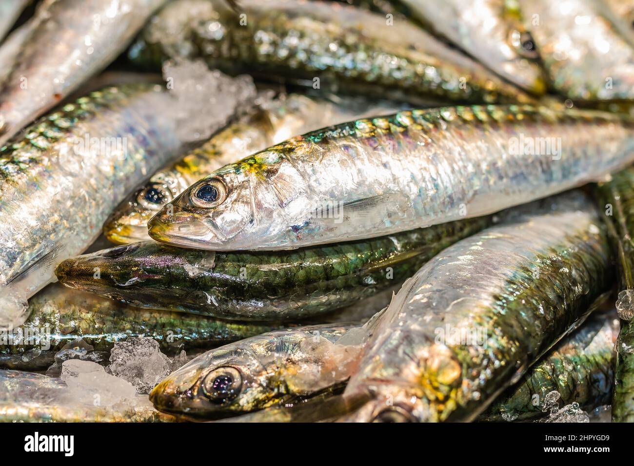Closeup of fresh sardine on the ice at a food market Stock Photo - Alamy