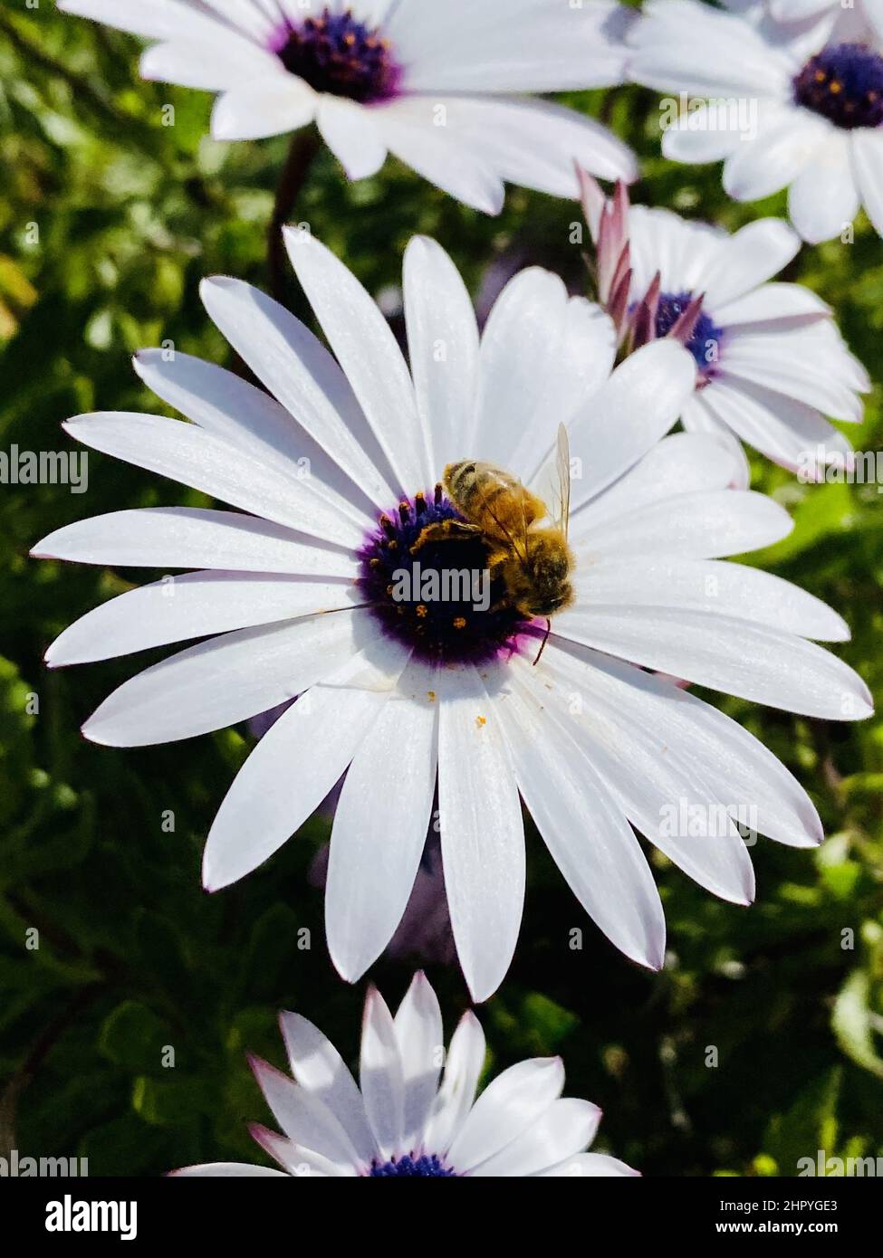 Closeup shot of a bee on the daisy Stock Photo - Alamy