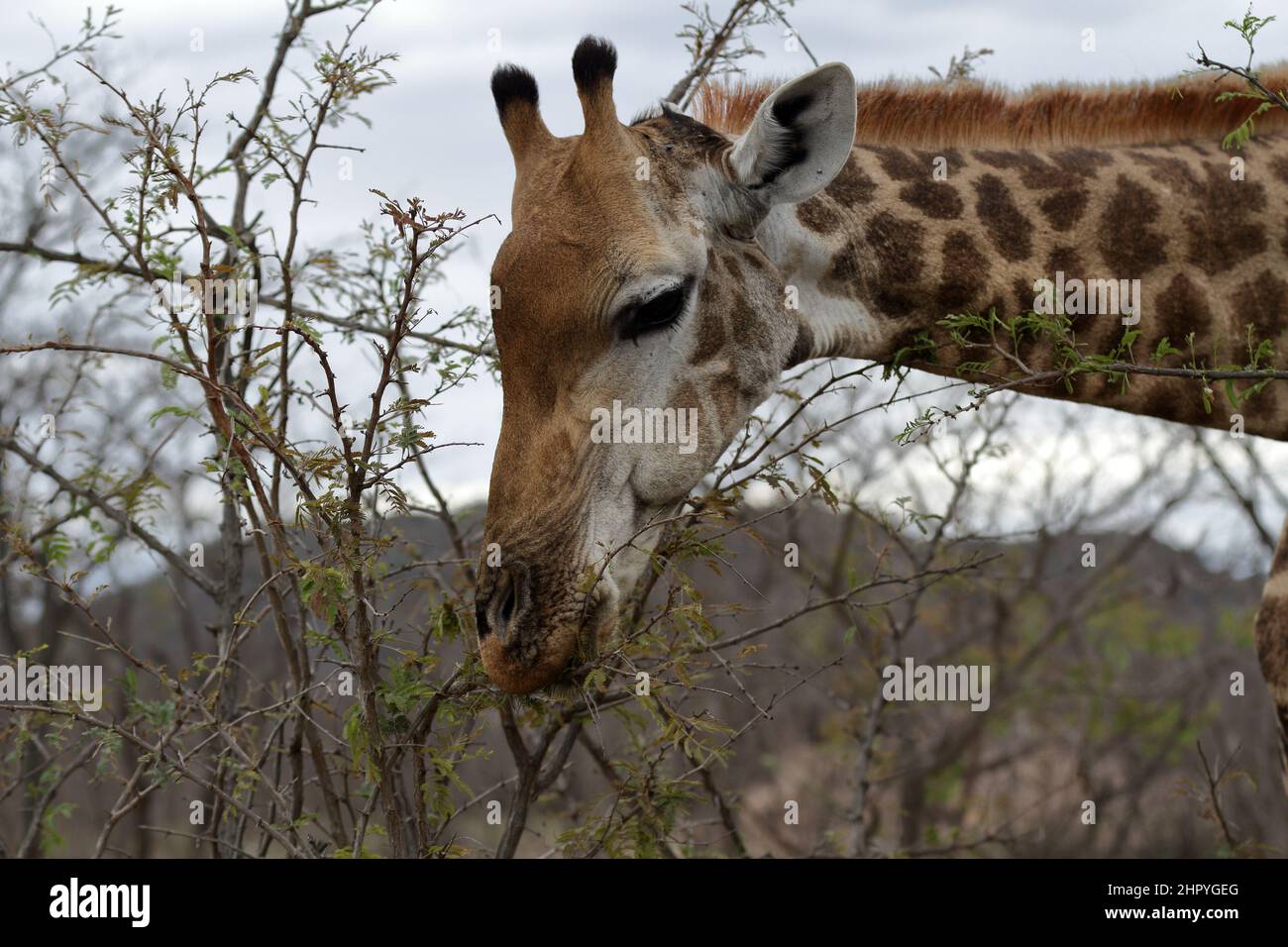 Closeup of the giraffe eating leaves from a branch Stock Photo - Alamy