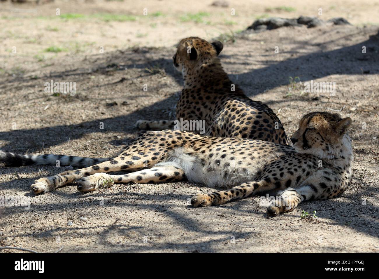 Closeup of two cheetahs resting under the tree shadow Stock Photo - Alamy