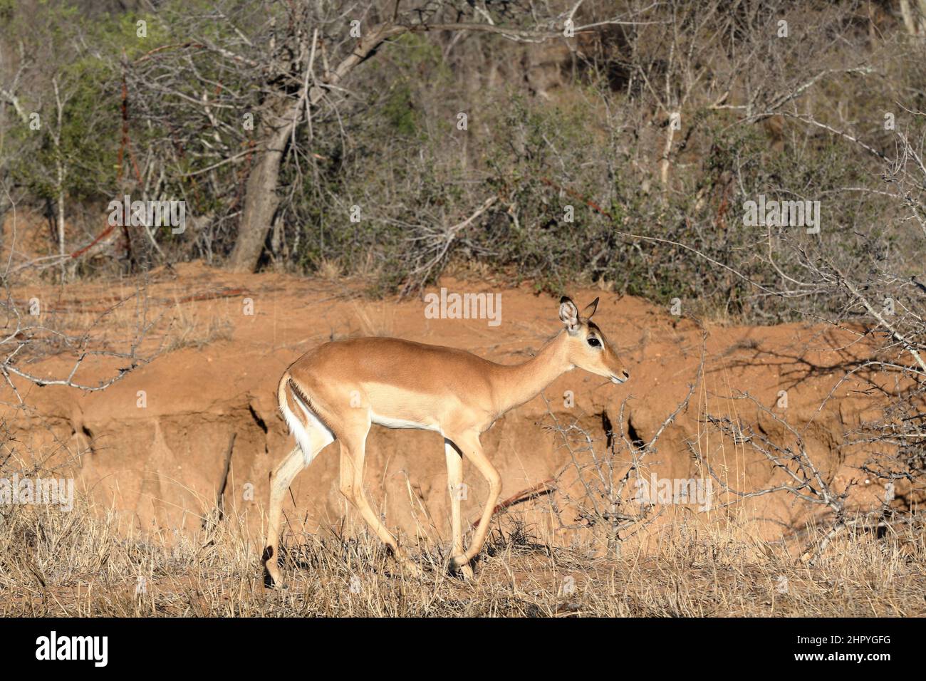 Female impala walking in the bushes Stock Photo - Alamy