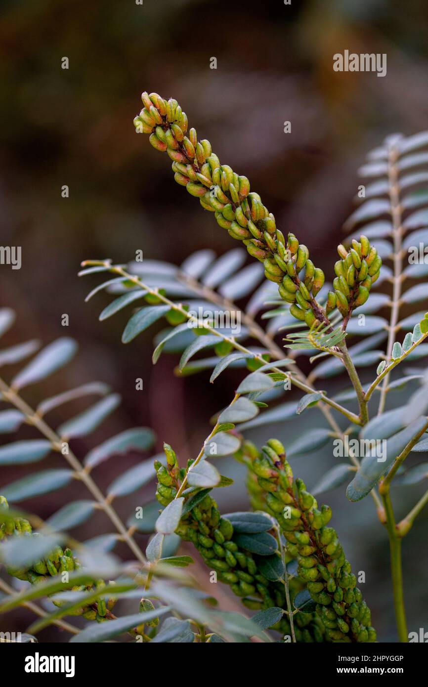Bastard indigo (Amorpha fruticosa) fruits in autumn, Gard, France Stock ...