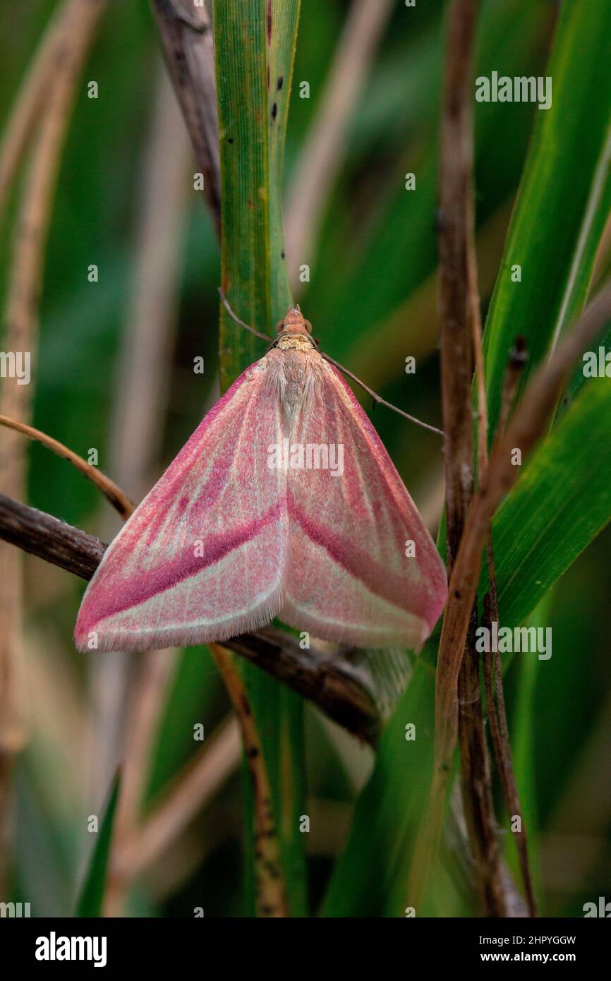 Vestal (Rhodometra sacraria) pink form, Gard, France Stock Photo - Alamy