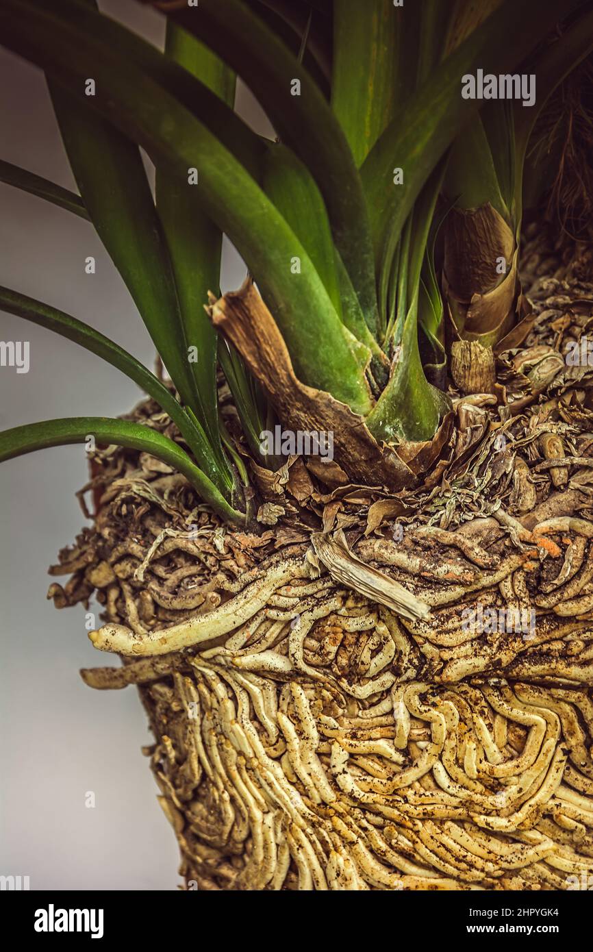 Vertical shot of a plant with visible long roots Stock Photo - Alamy