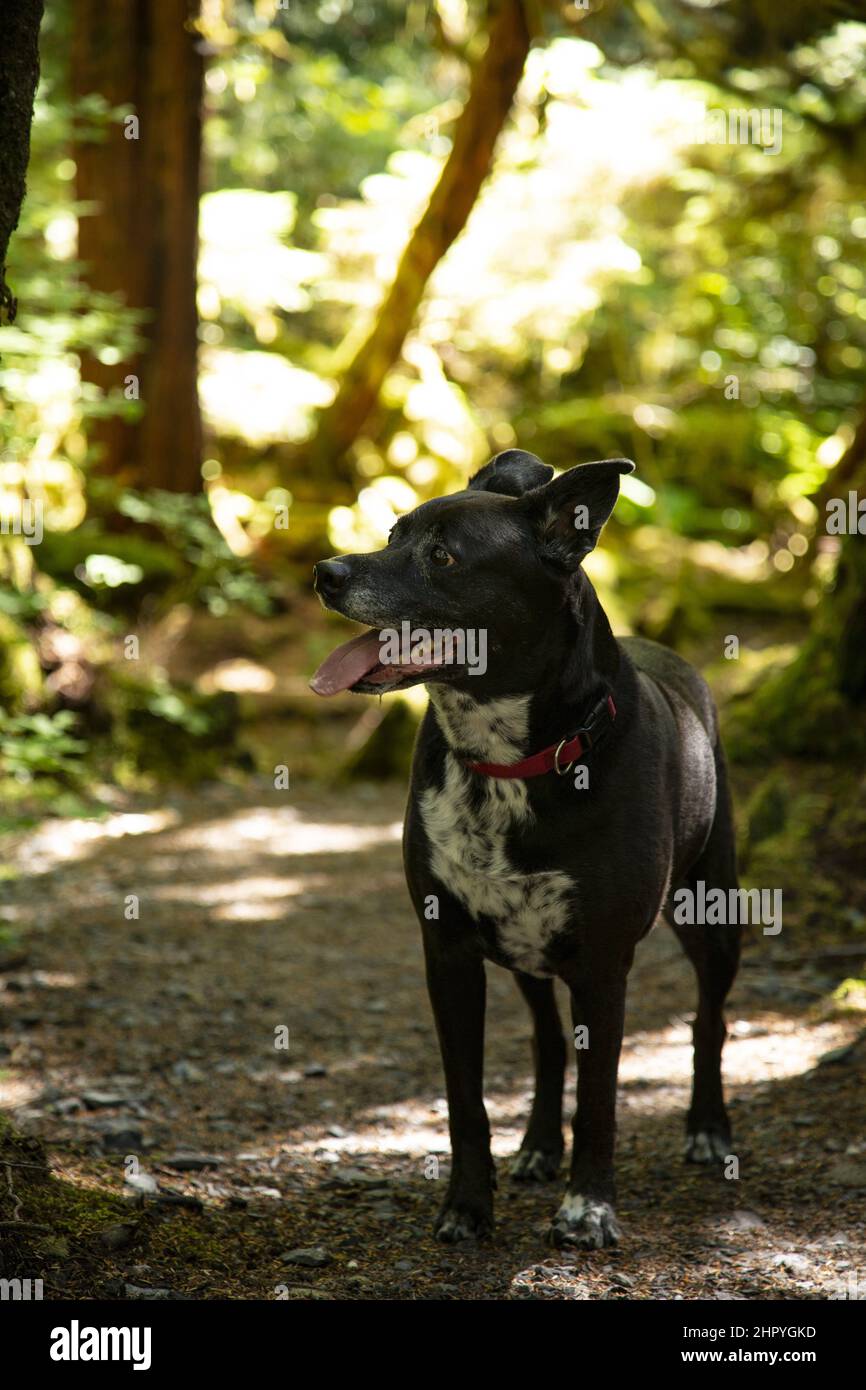 Vertical of a black dog roaming in a green forest among high trees ...