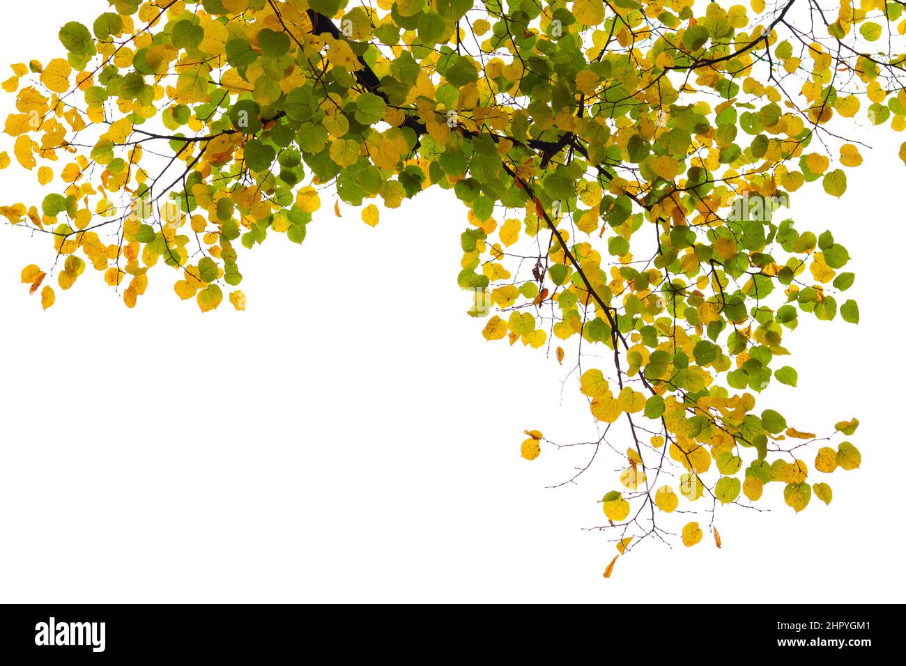 Low angle shot of autumn tree branches on a white sky background Stock ...