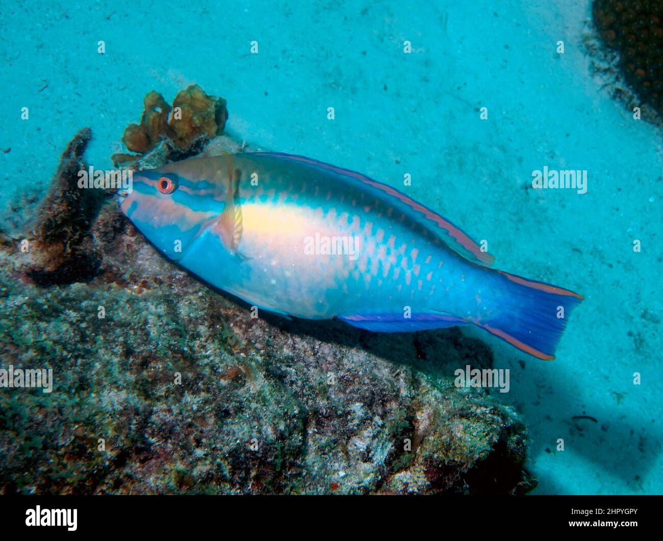 Princess parrotfish (Scarus taeniopterus) on reef, Bonaire Stock Photo ...