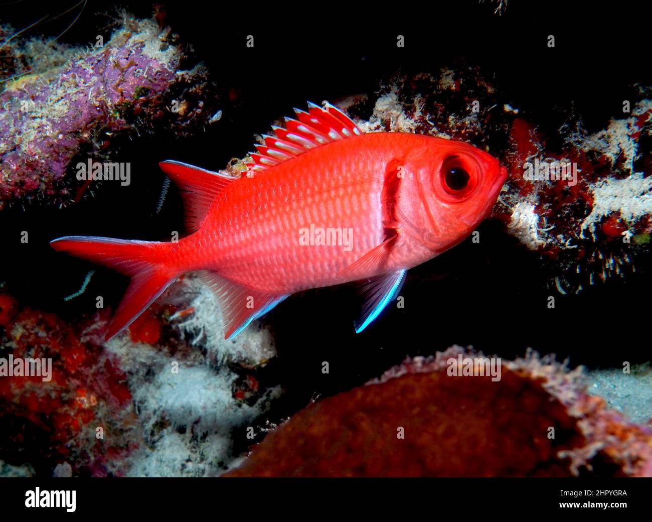 Blackbar soldierfish (Myripristis jacobus) in reef, Bonaire Stock Photo ...