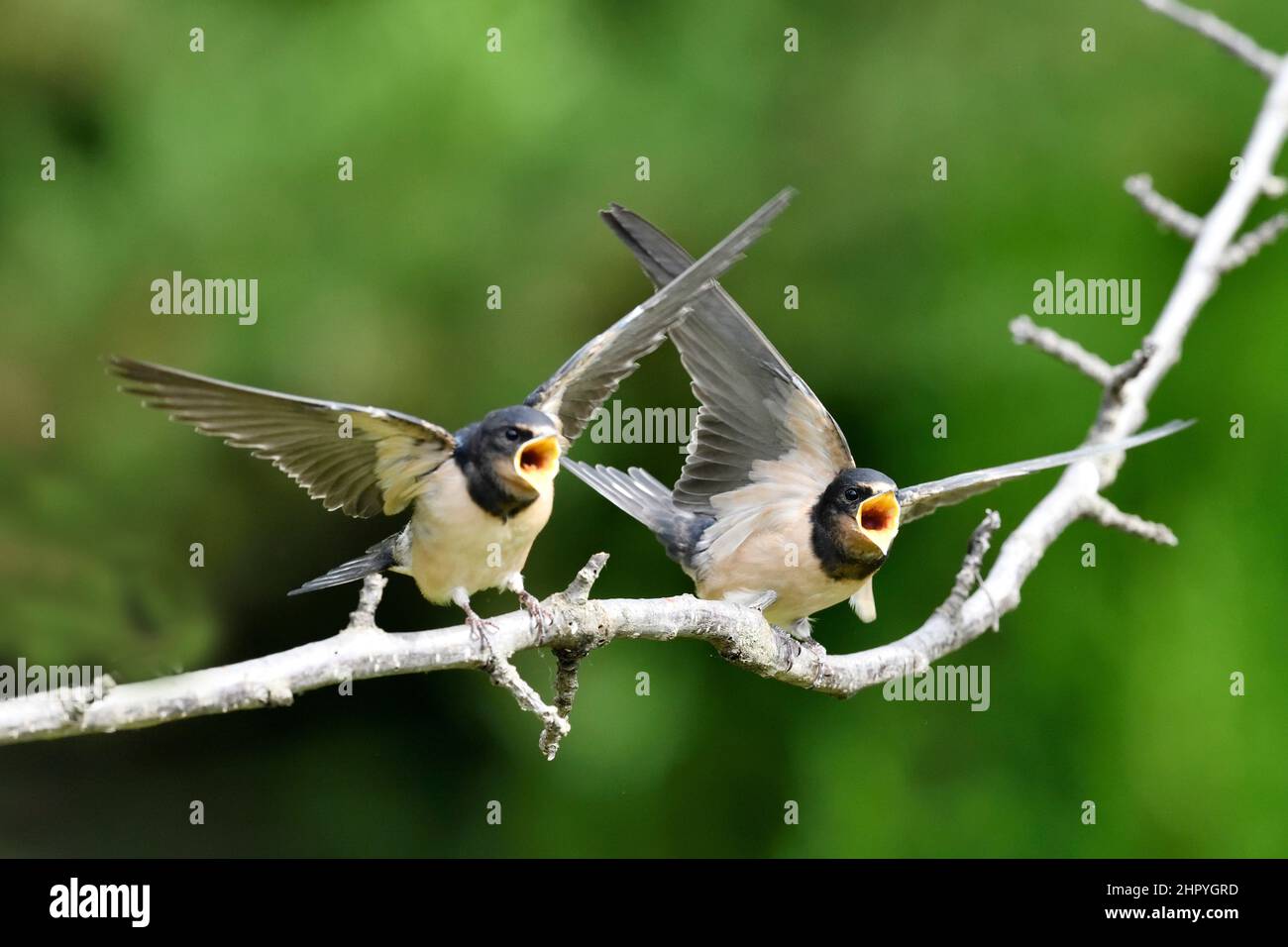 Barn Swallow (Hirundo rustica) young begging for food, France Stock ...