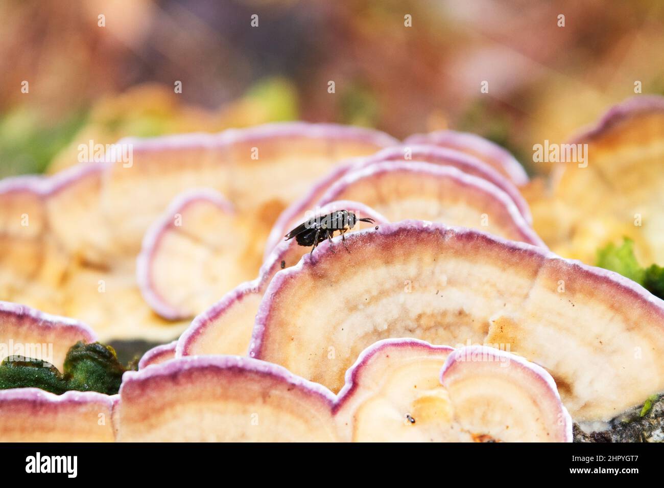 Wasp moving on fungi Stock Photo - Alamy