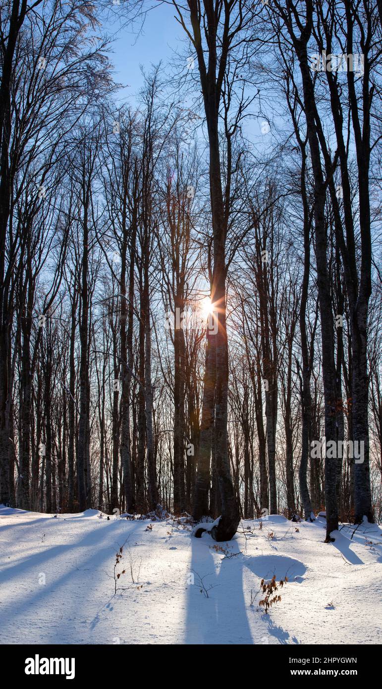 Chilling view of sunrise through trees in a winter forest Stock Photo ...