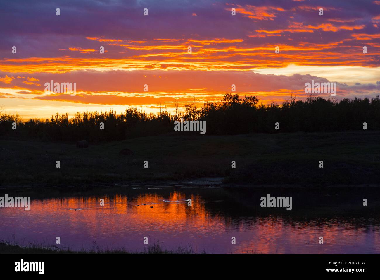A beautiful scene of lake water with plants and trees under sunset ...