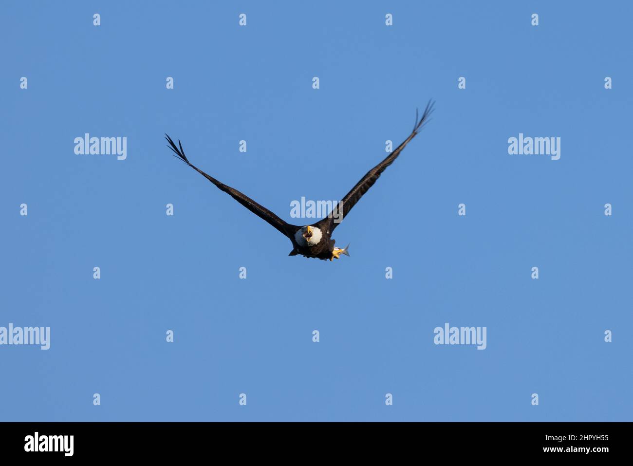 Natural view of a bird flying against a clear blue sky Stock Photo - Alamy