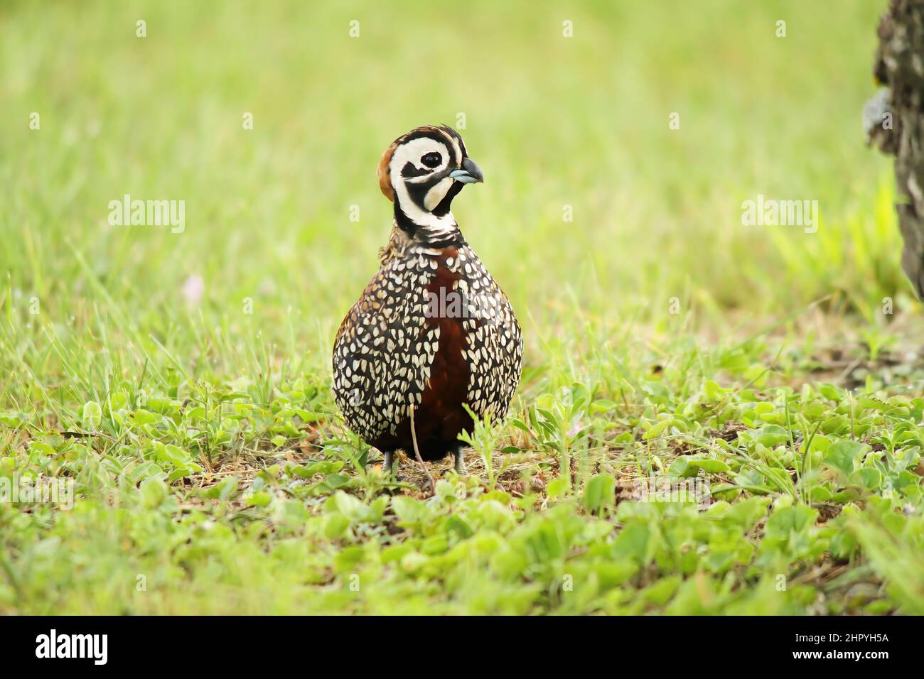 Common quail bird in a grassland Stock Photo - Alamy