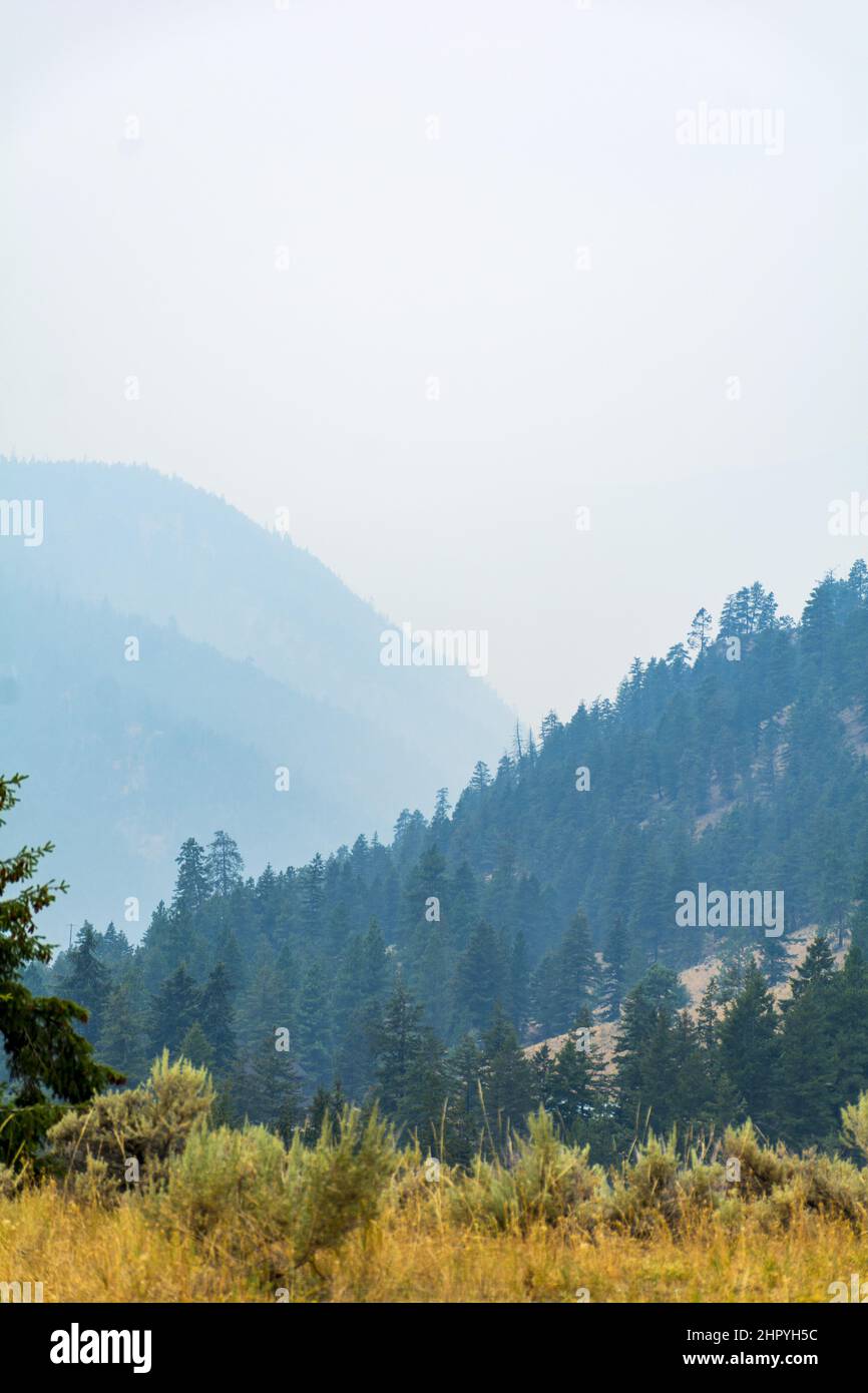 Beautiful landscape view of long yellow grass, fir trees and green high ...