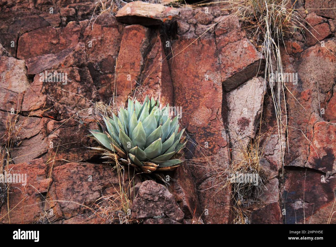 Bright red agave hi-res stock photography and images - Alamy