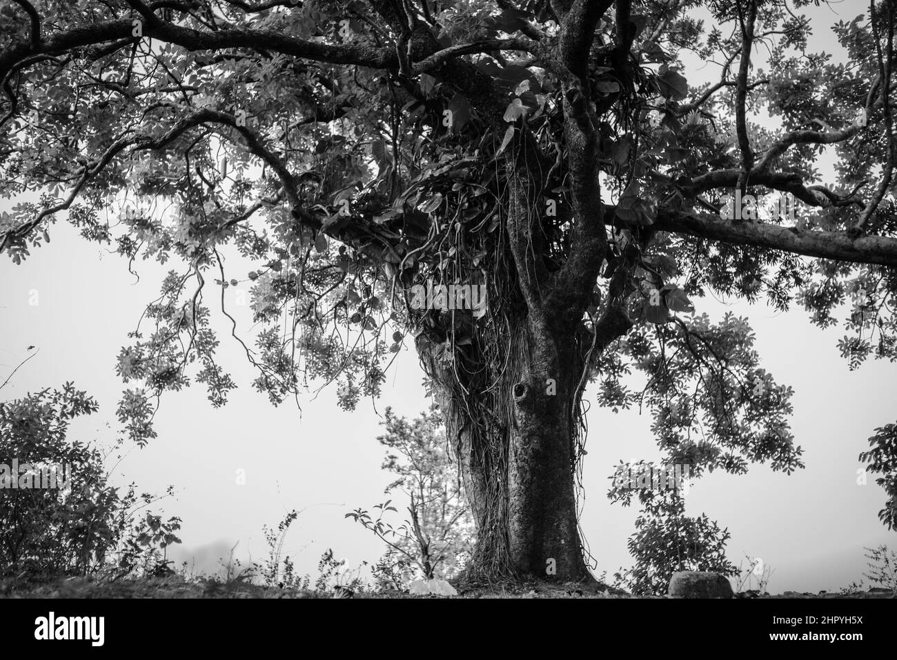 Grayscale view of a big tree with branches against a light sky Stock ...