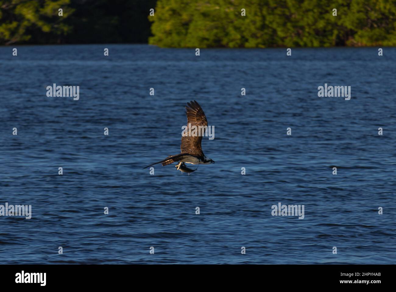 Flying osprey bird catching a fish over the water Stock Photo - Alamy