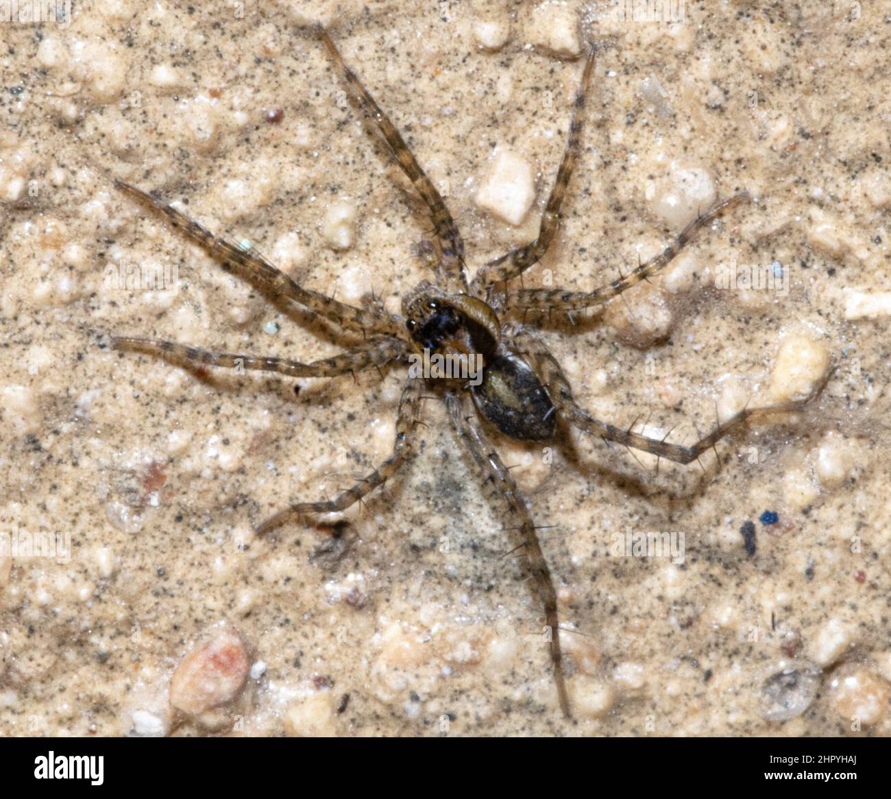 Black ground spider hi-res stock photography and images - Alamy
