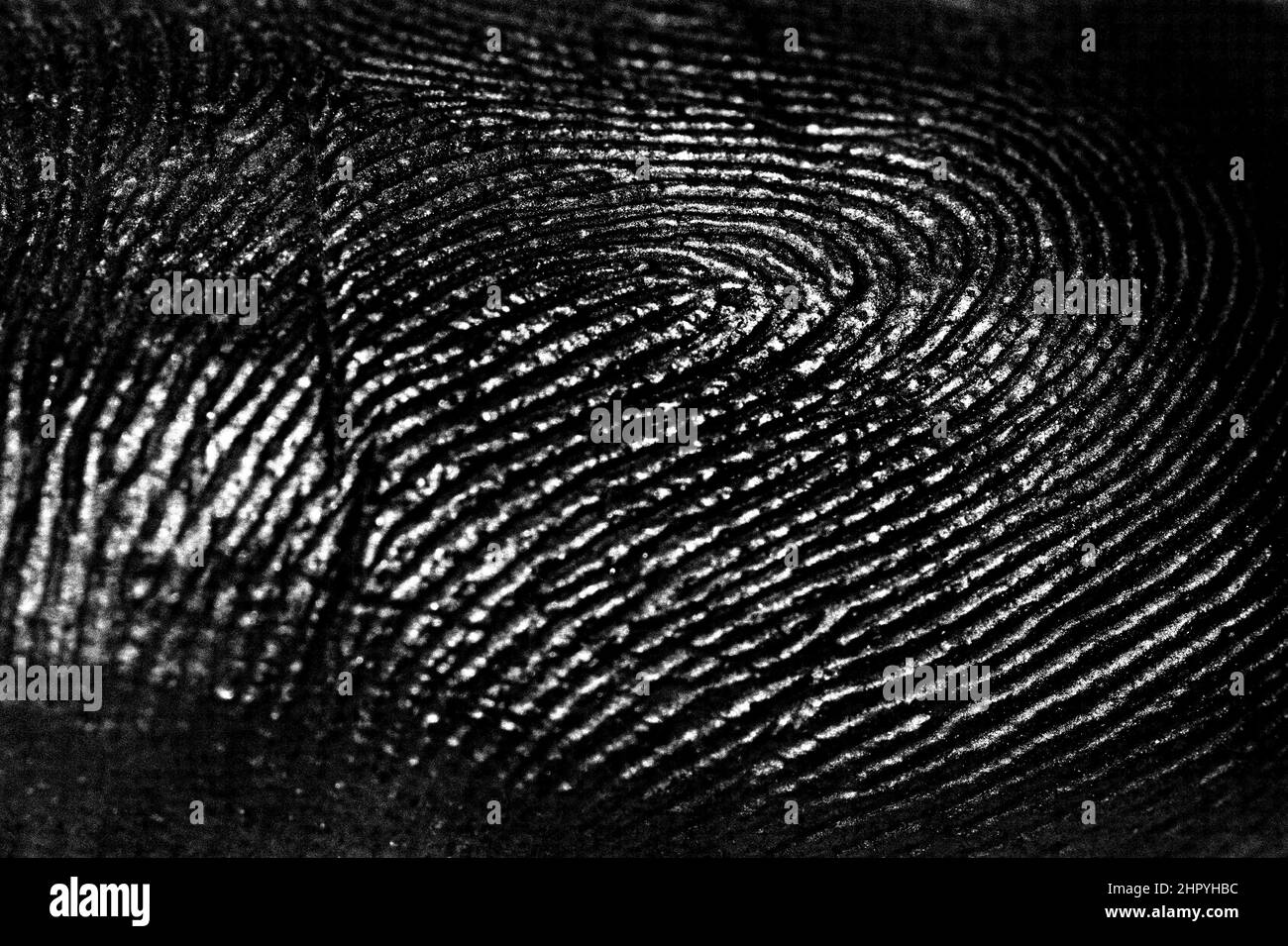 Closeup grayscale graphic illustration of a human fingerprint with a ...