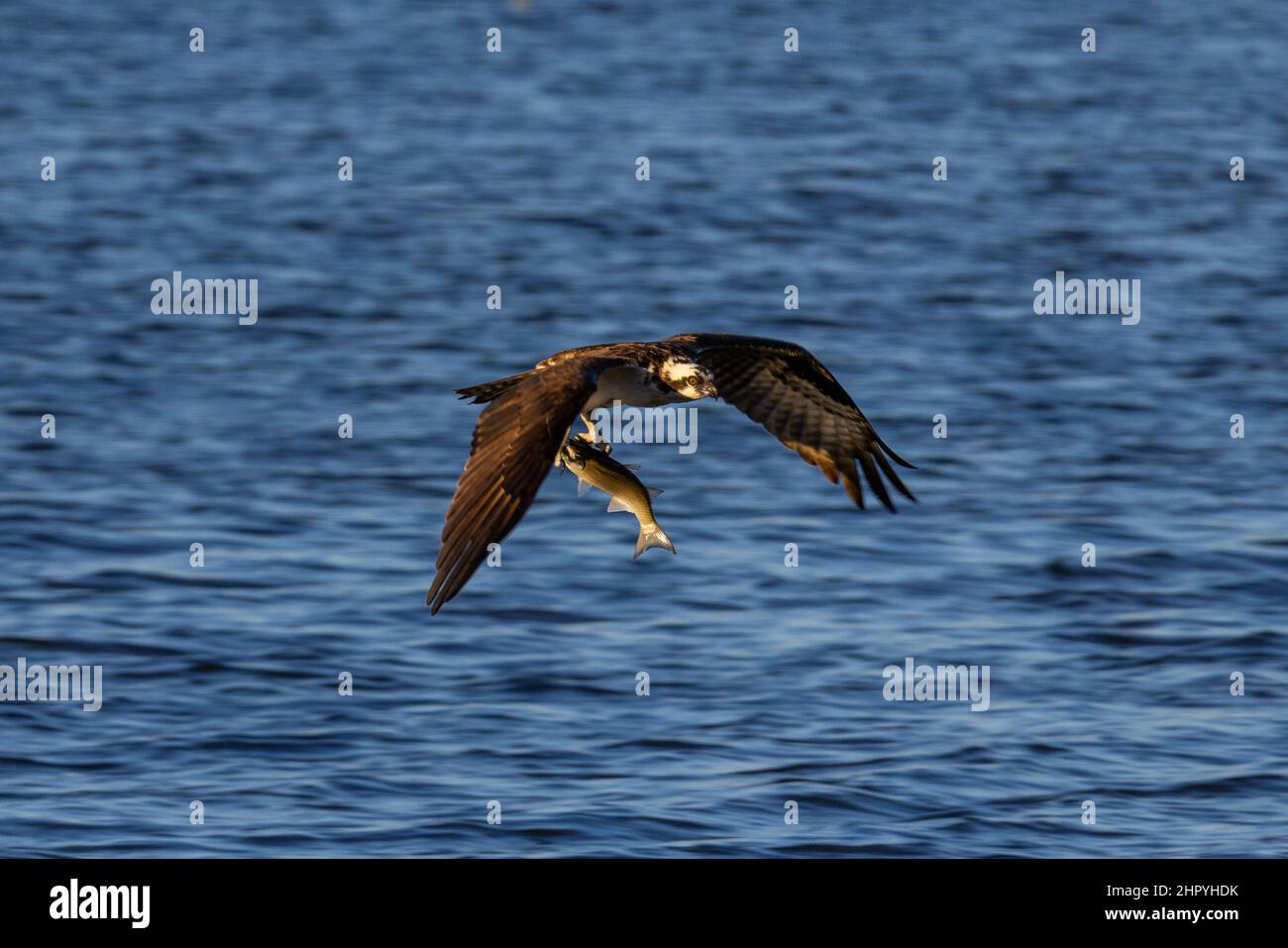 Flying osprey bird catching a fish over the water Stock Photo - Alamy
